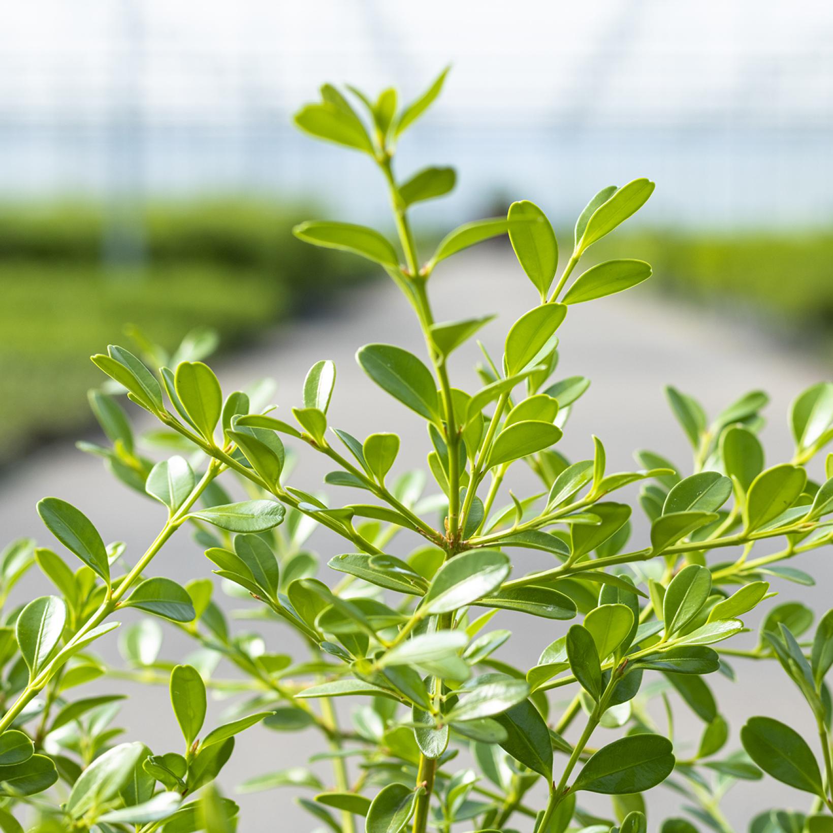 Buxus Betterbuxus Skylight - Buchsbaum